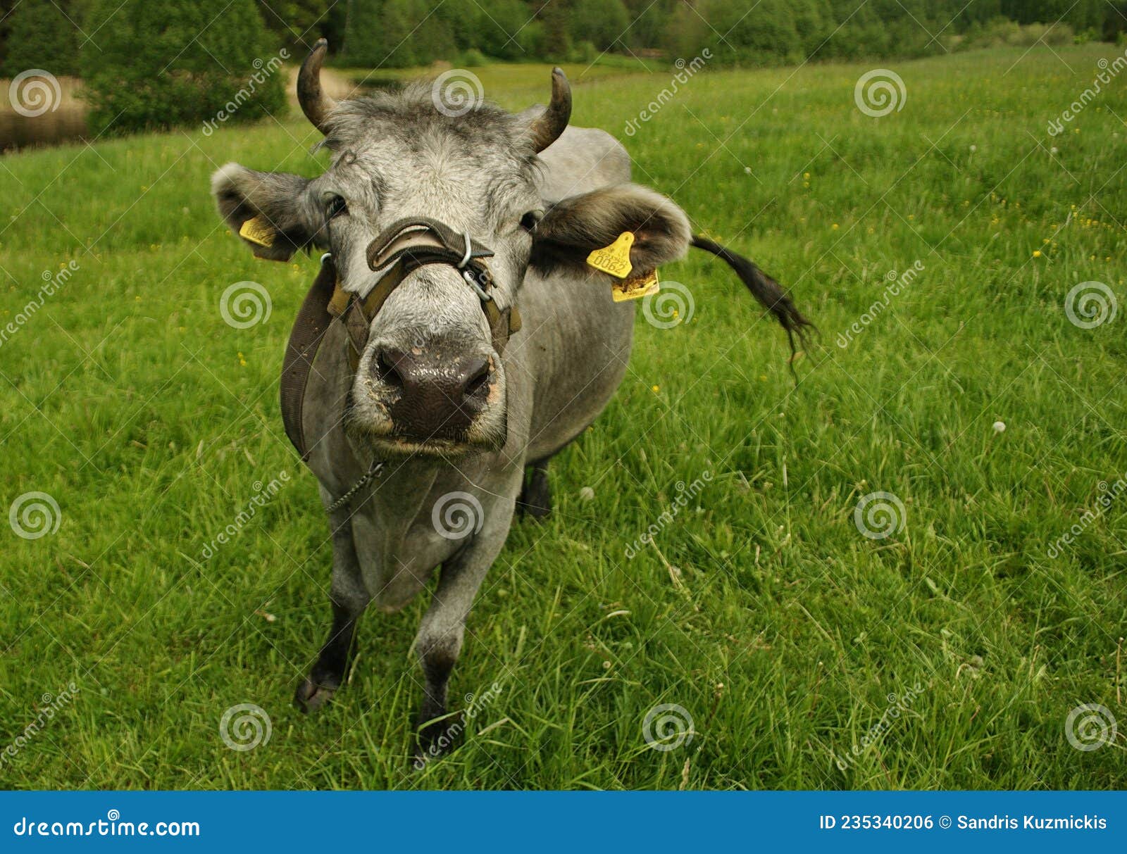 Vaca Azul Letona Mirando En Primavera Foto de archivo - Imagen de ...
