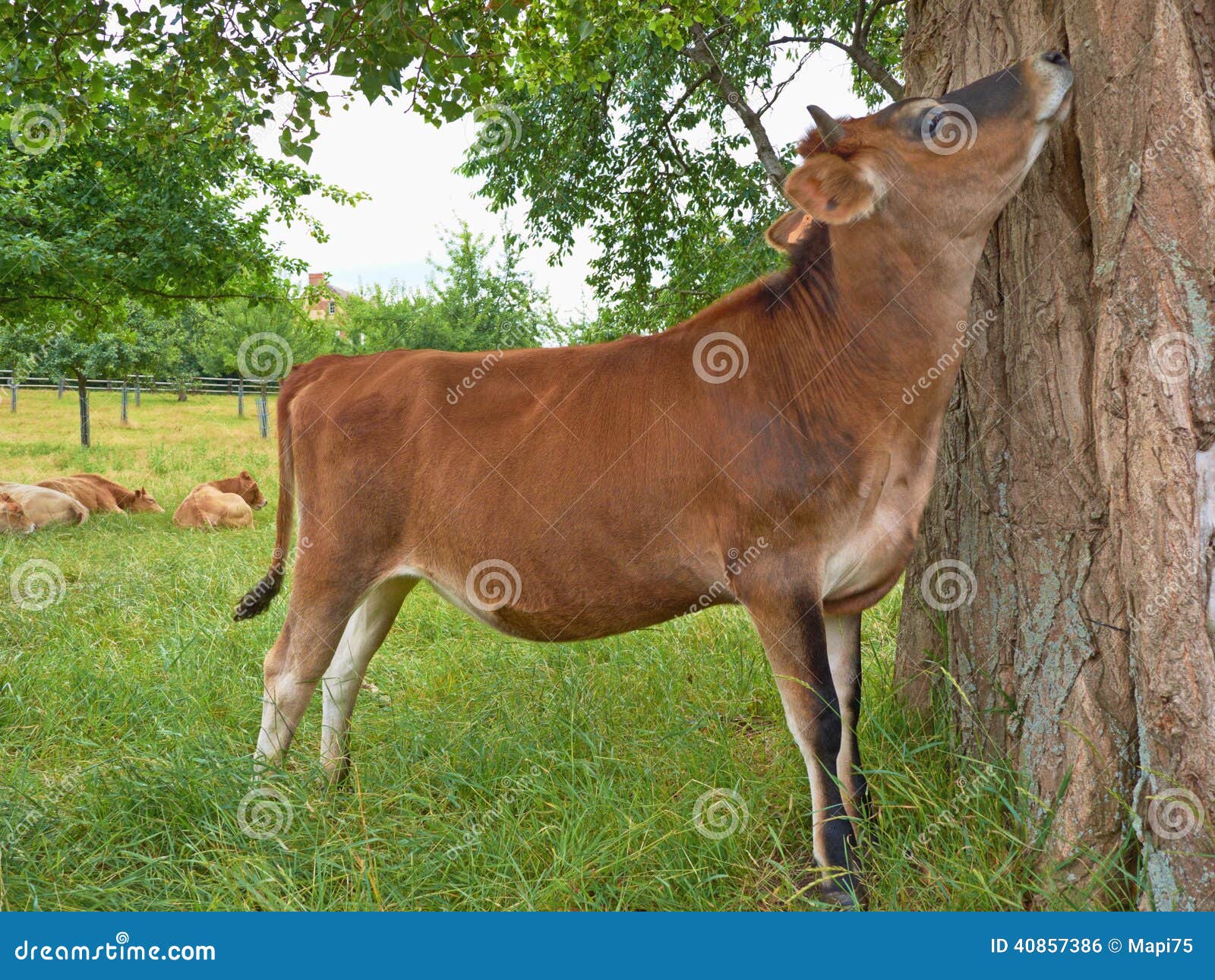 Vaca, beijo da árvore foto de stock. Imagem de grama - 40857386