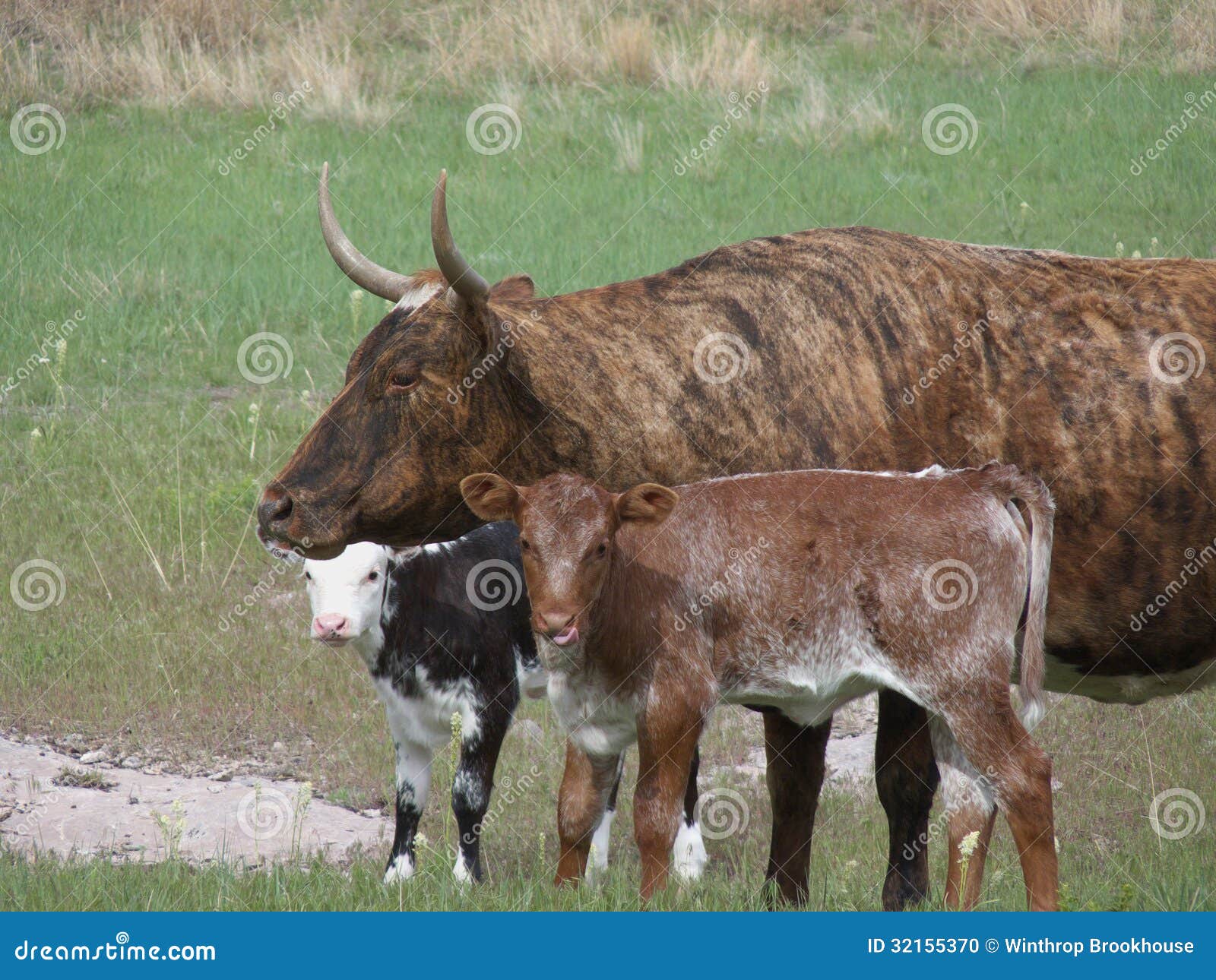 Vaca berrenda foto de archivo. Imagen de curioso, color - 32155370