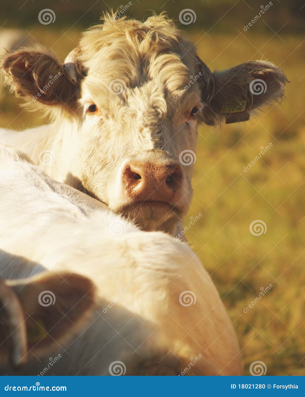 Vaca blanca foto de archivo. Imagen de granja, animal - 18021280
