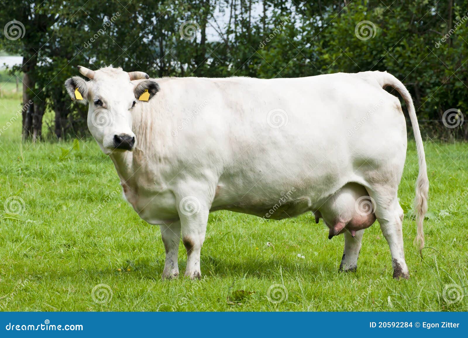 Vaca blanca foto de archivo. Imagen de agricultura, ganados - 20592284