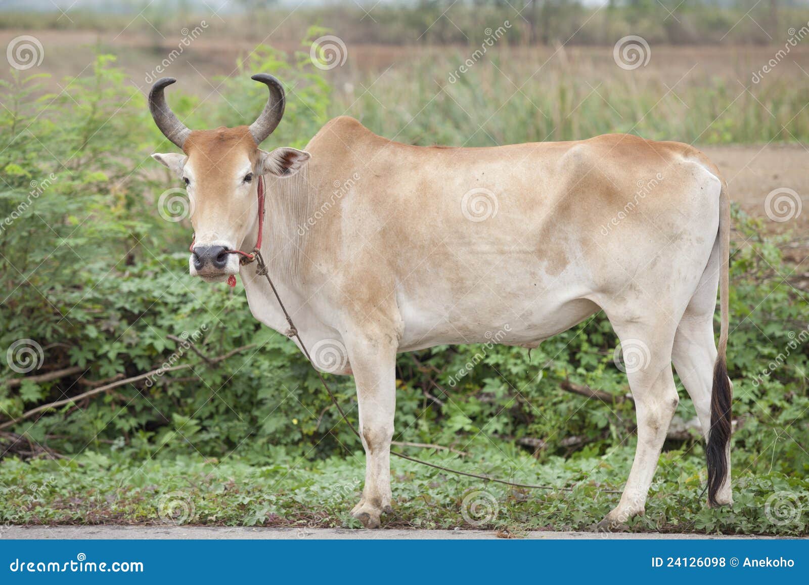 Vaca blanca foto de archivo. Imagen de blanco, ganados - 24126098