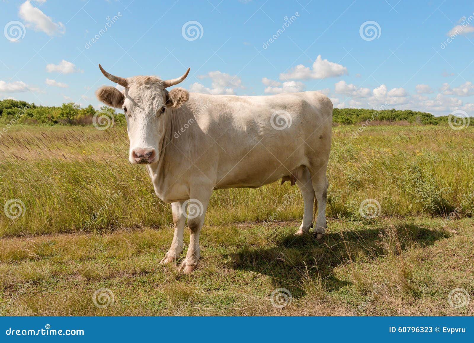 Vaca blanca imagen de archivo. Imagen de granja, pista - 60796323