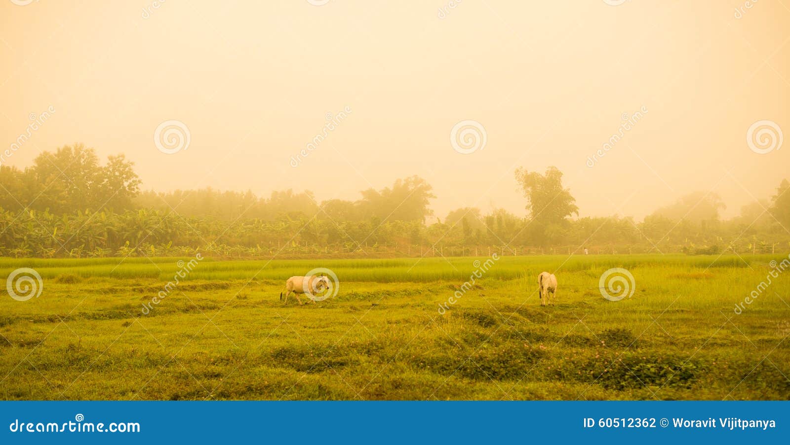 Vaca Blanca Asia En Campo Del Prado Foto de archivo - Imagen de hierba ...