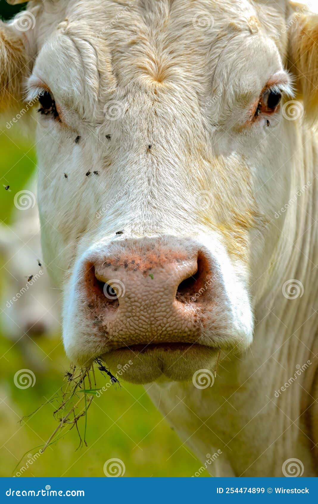Vaca blanca charolesa imagen de archivo. Imagen de francés - 254474899