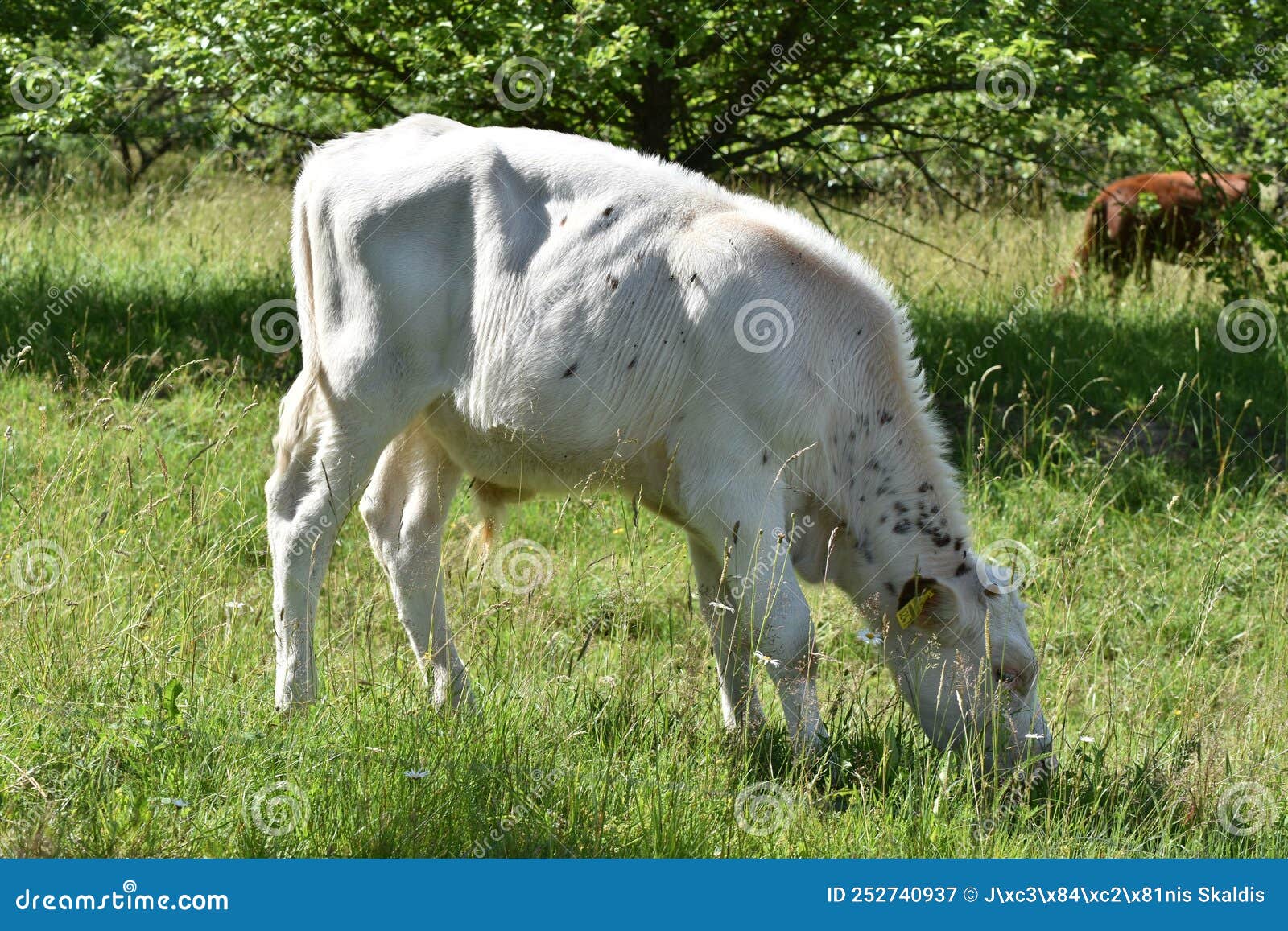 Vaca Blanca Comiendo Pasto En Campo Verde Imagen de archivo - Imagen de ...