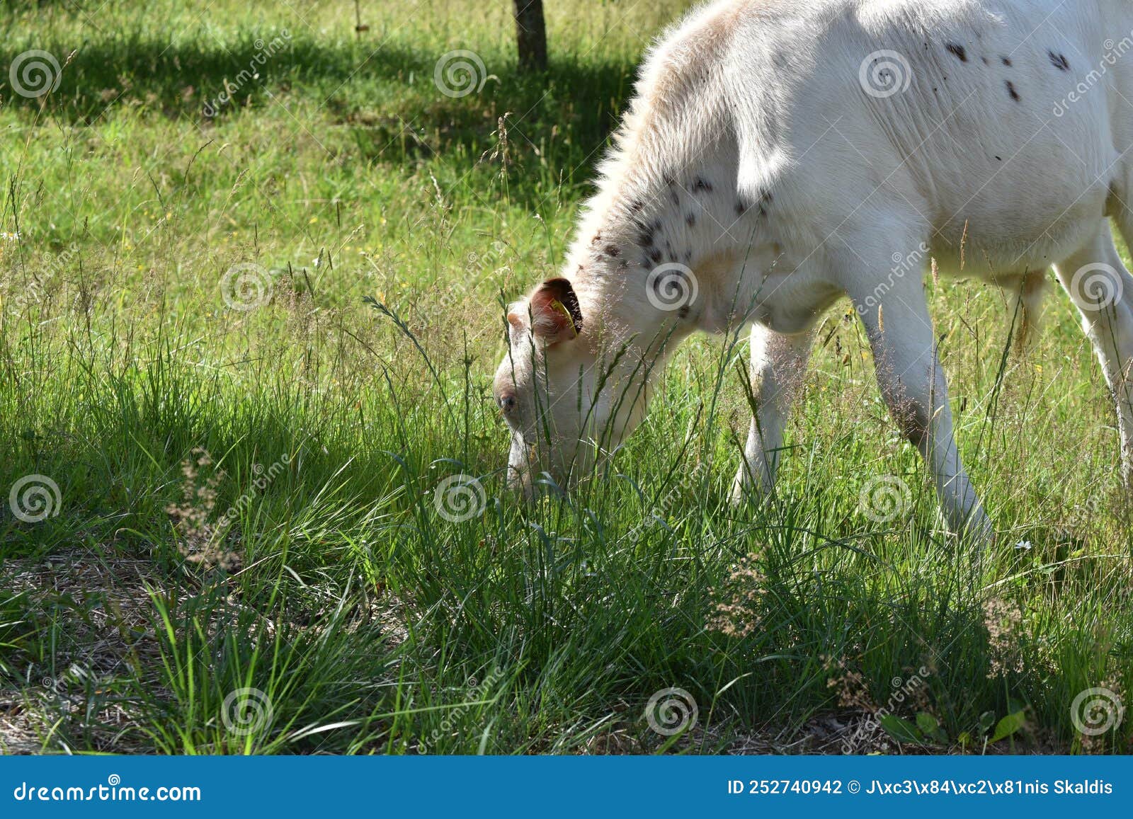 Vaca Blanca Comiendo Pasto En Campo Verde Foto de archivo - Imagen de ...