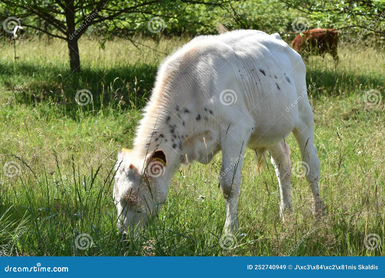 Vaca Blanca Comiendo Pasto En Campo Verde Imagen de archivo - Imagen de ...