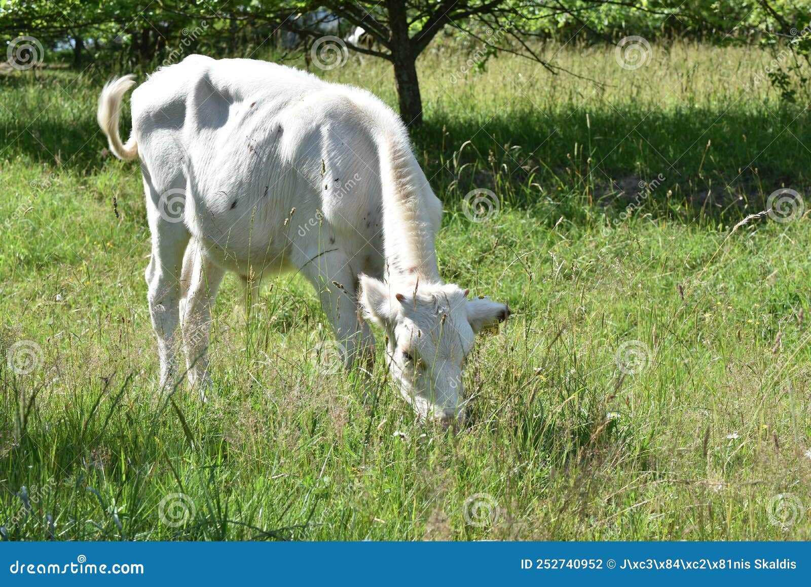 Vaca Blanca Comiendo Pasto En Campo Verde Foto de archivo - Imagen de ...