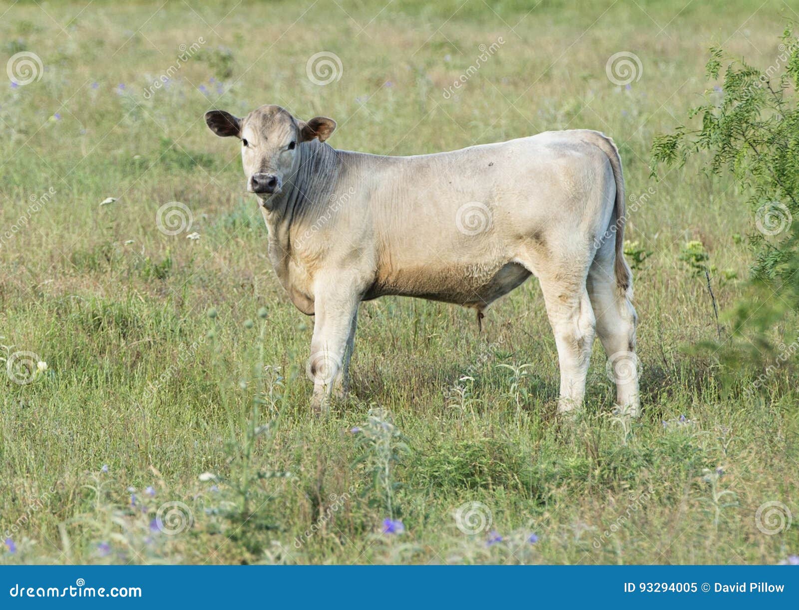 Vaca Blanca De Charolais Que Pasta En Oklahoma Imagen de archivo ...