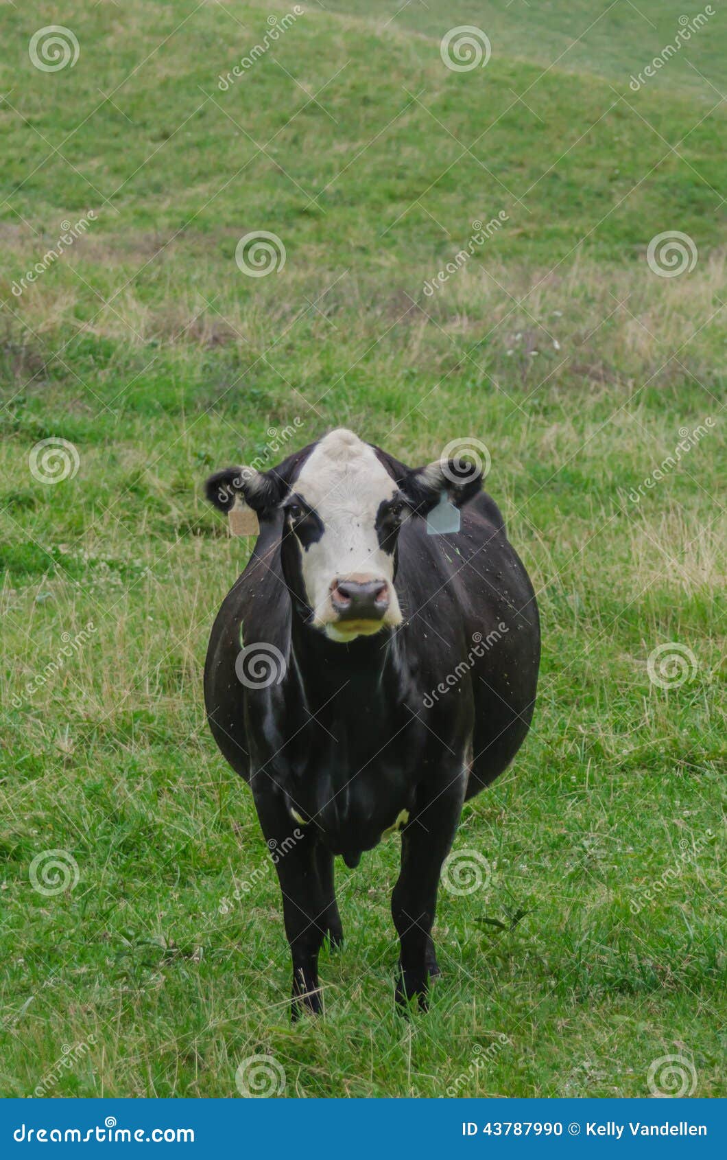 Vaca Blanca De Las Caras En Un Pasto Foto de archivo - Imagen de vaca ...