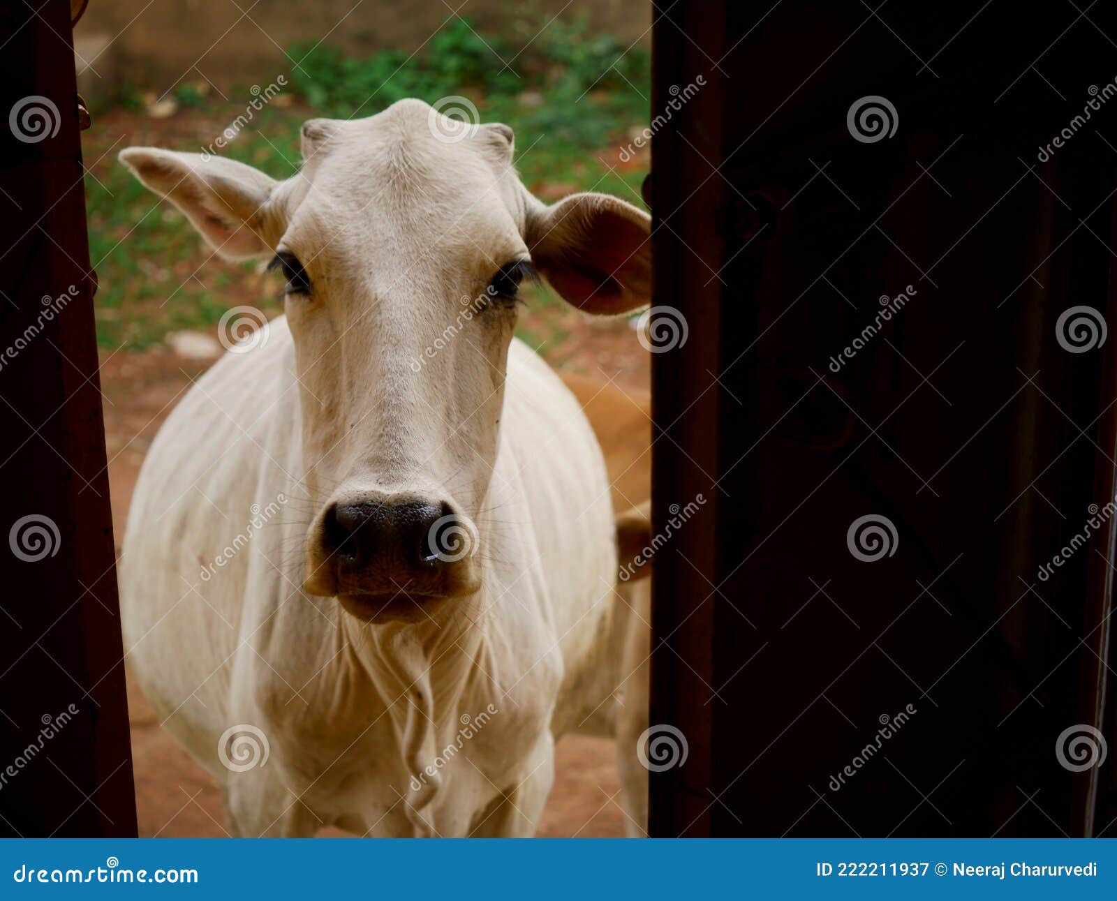 Vaca Blanca De Pie Al Lado De La Puerta Hambrienta De Comida Imagen de ...