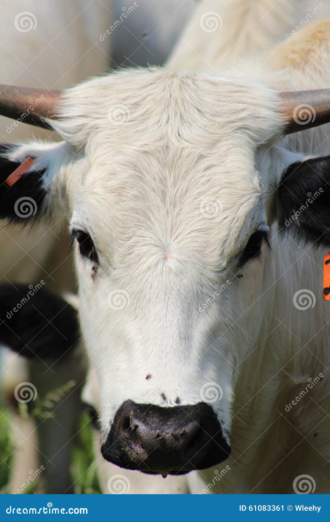 Vaca blanca del parque imagen de archivo. Imagen de parque - 61083361