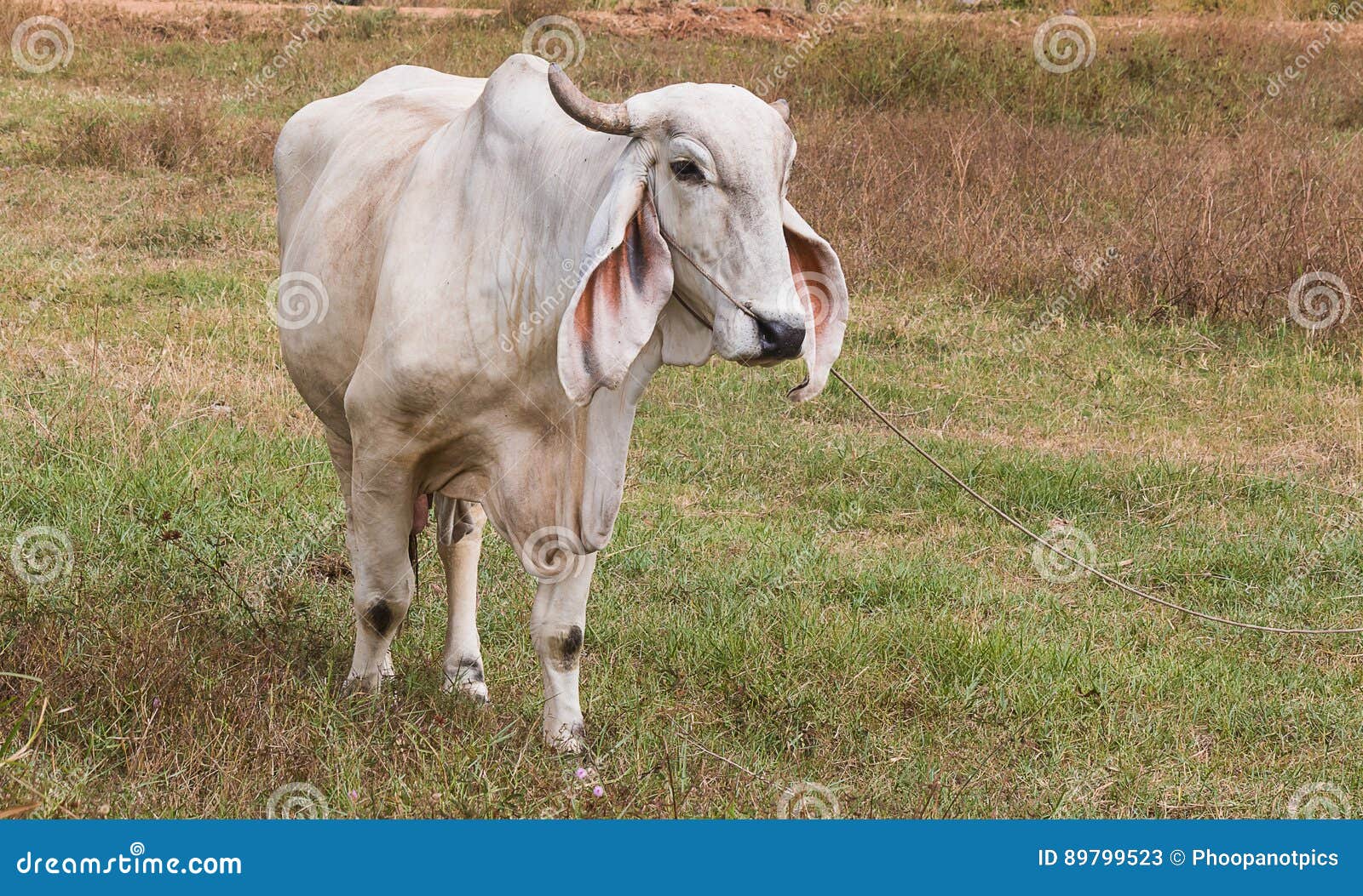 Vaca blanca en campo imagen de archivo. Imagen de paste - 89799523