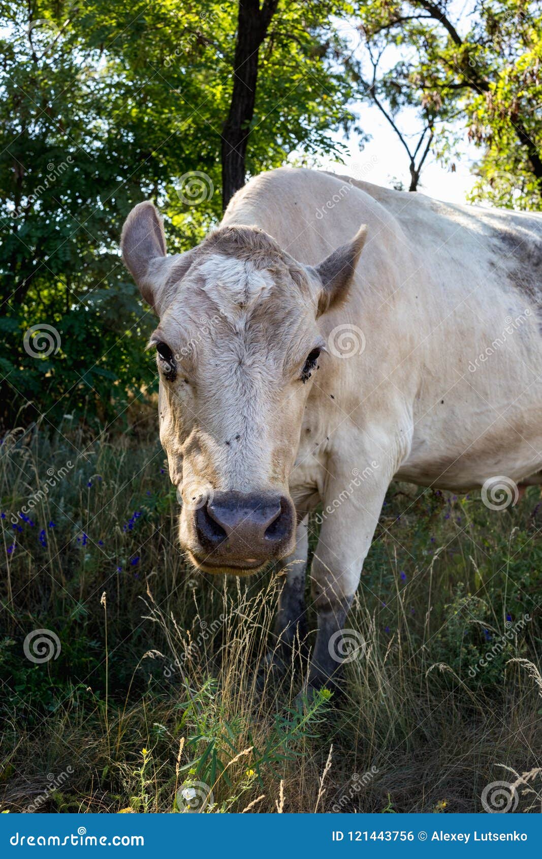 Vaca blanca en el bosque foto de archivo. Imagen de pasto - 121443756