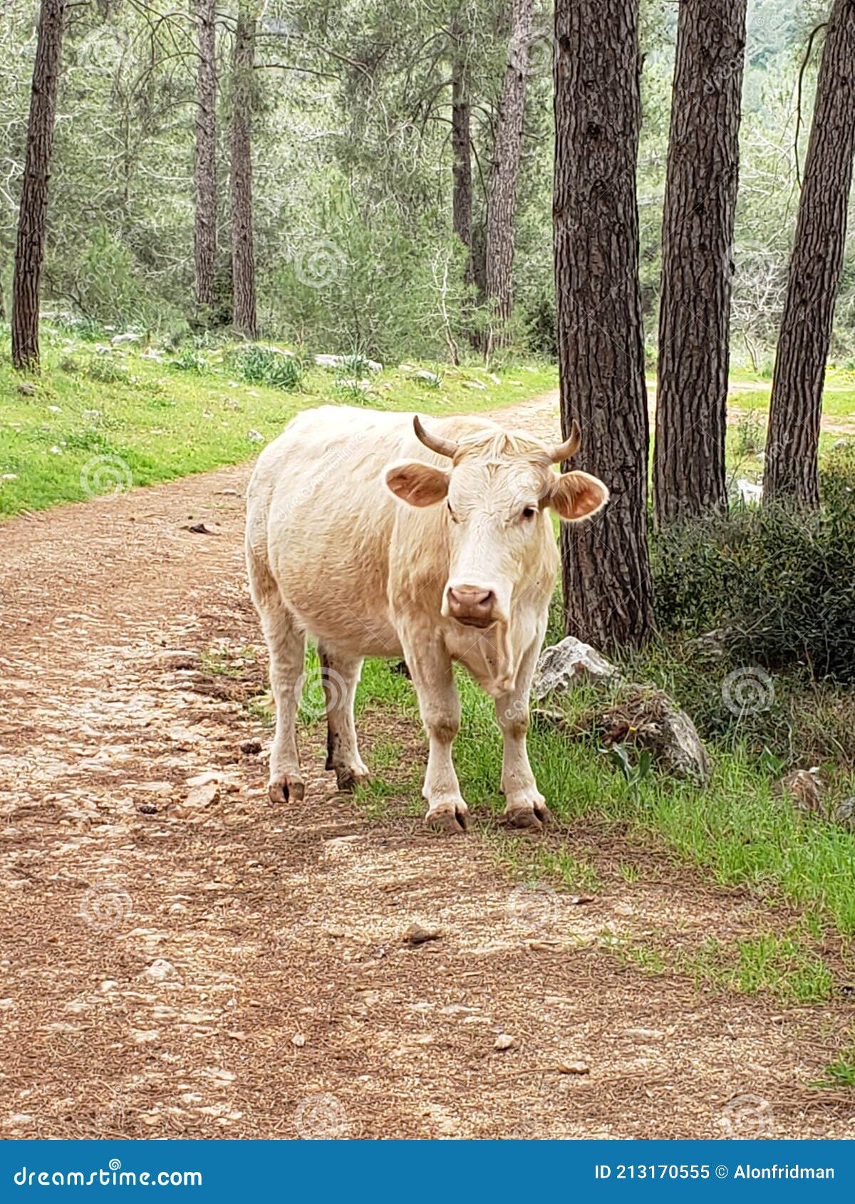 Vaca blanca en el bosque imagen de archivo. Imagen de viaje - 213170555
