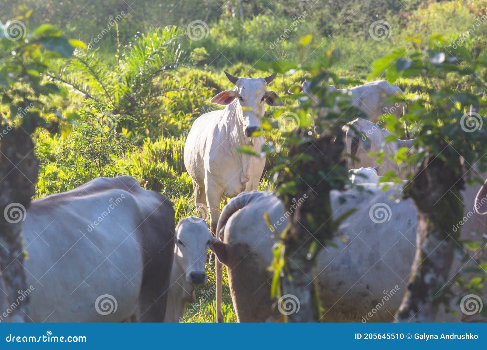 Vaca blanca foto de archivo. Imagen de hembra, carne - 205645510