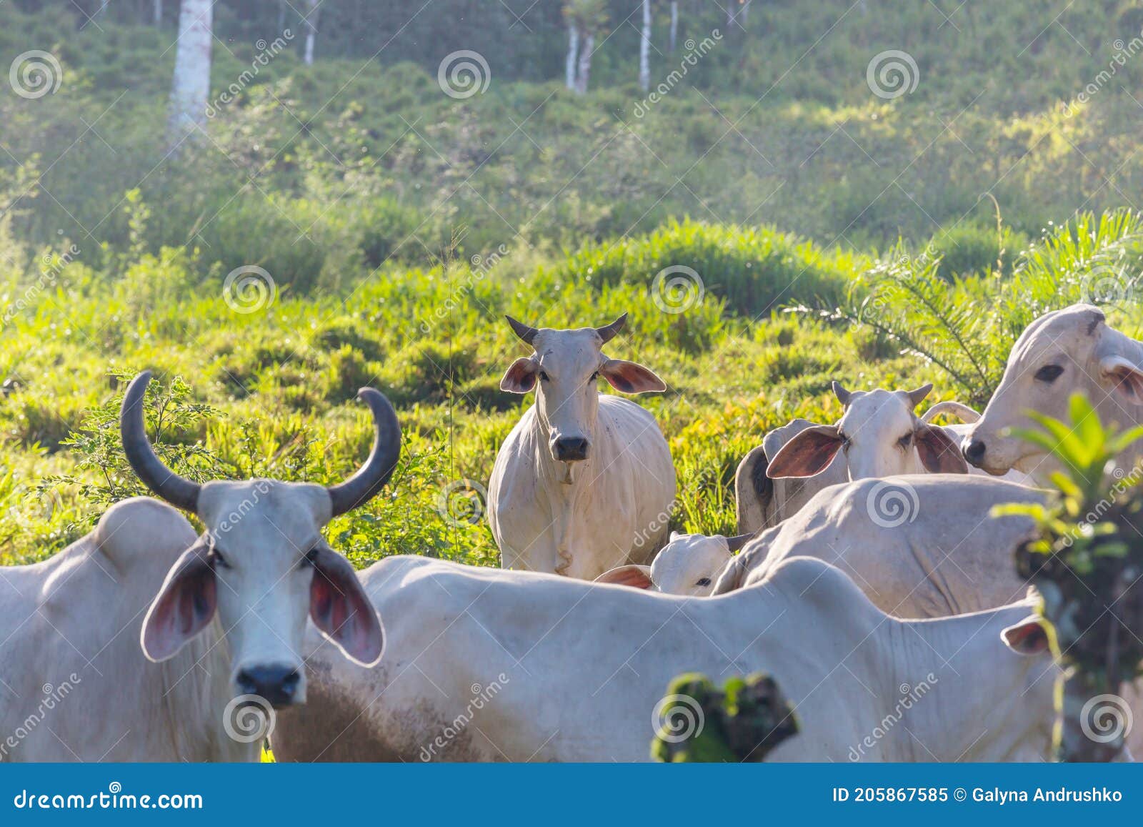 Vaca blanca imagen de archivo. Imagen de animal, doméstico - 205867585