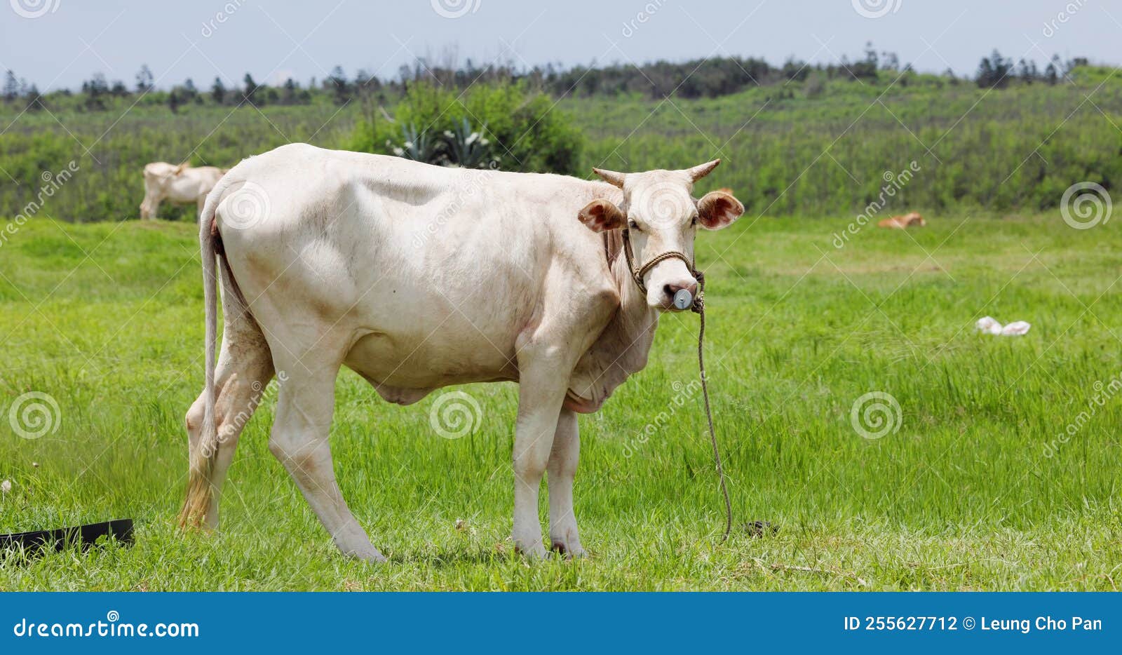 Vaca blanca en el pasto foto de archivo. Imagen de vaca - 255627712