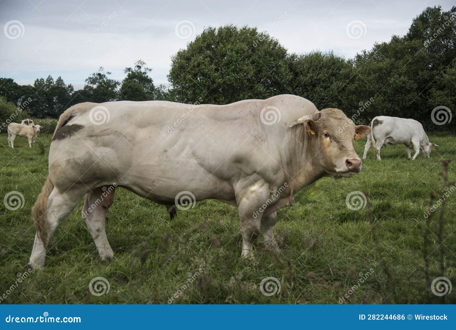 Vaca Blanca En Un Campo Verde Foto de archivo - Imagen de animales ...