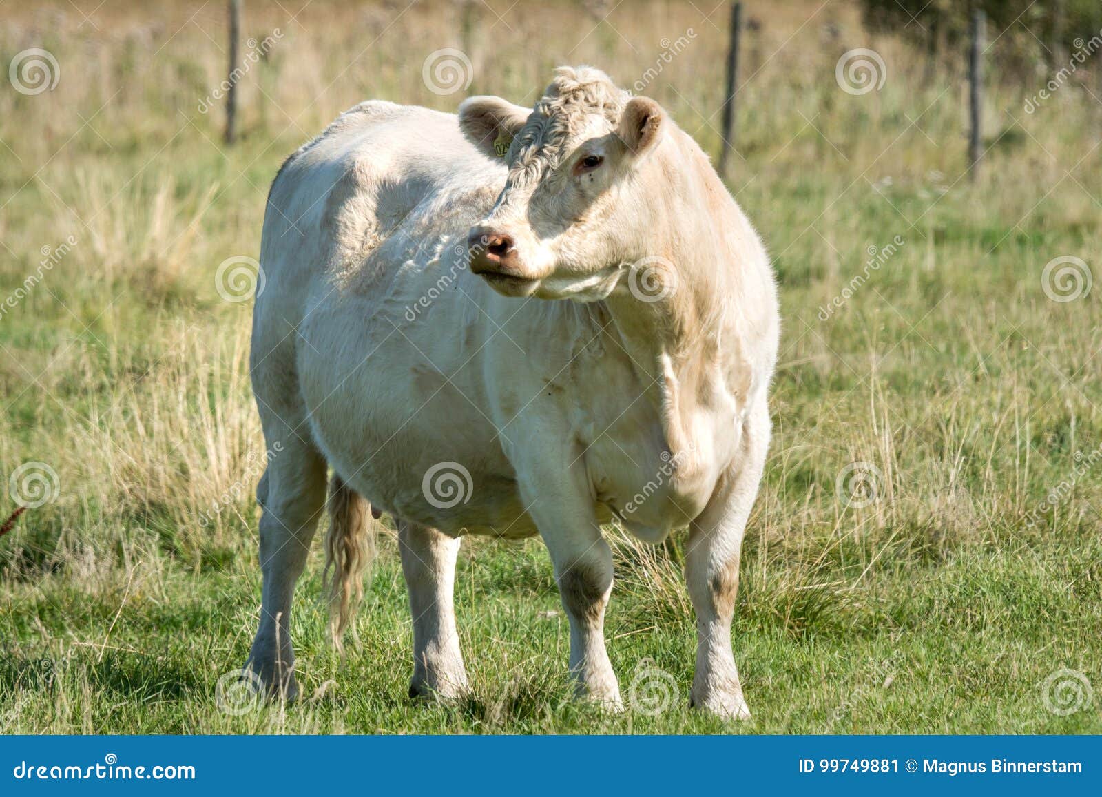 Vaca Blanca Extremadamente Grande Imagen de archivo - Imagen de ...