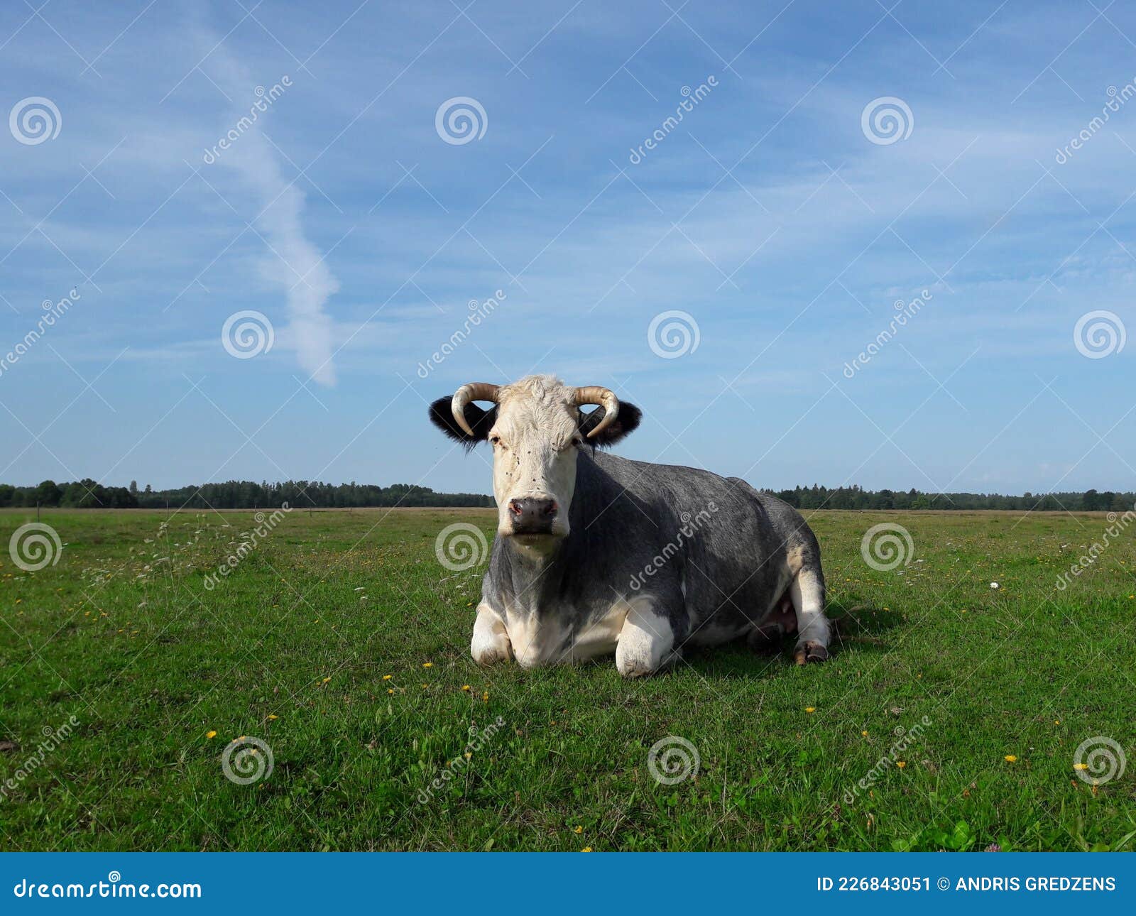 Vaca Blanca Gris Relajada En El Pasto Imagen de archivo - Imagen de ...