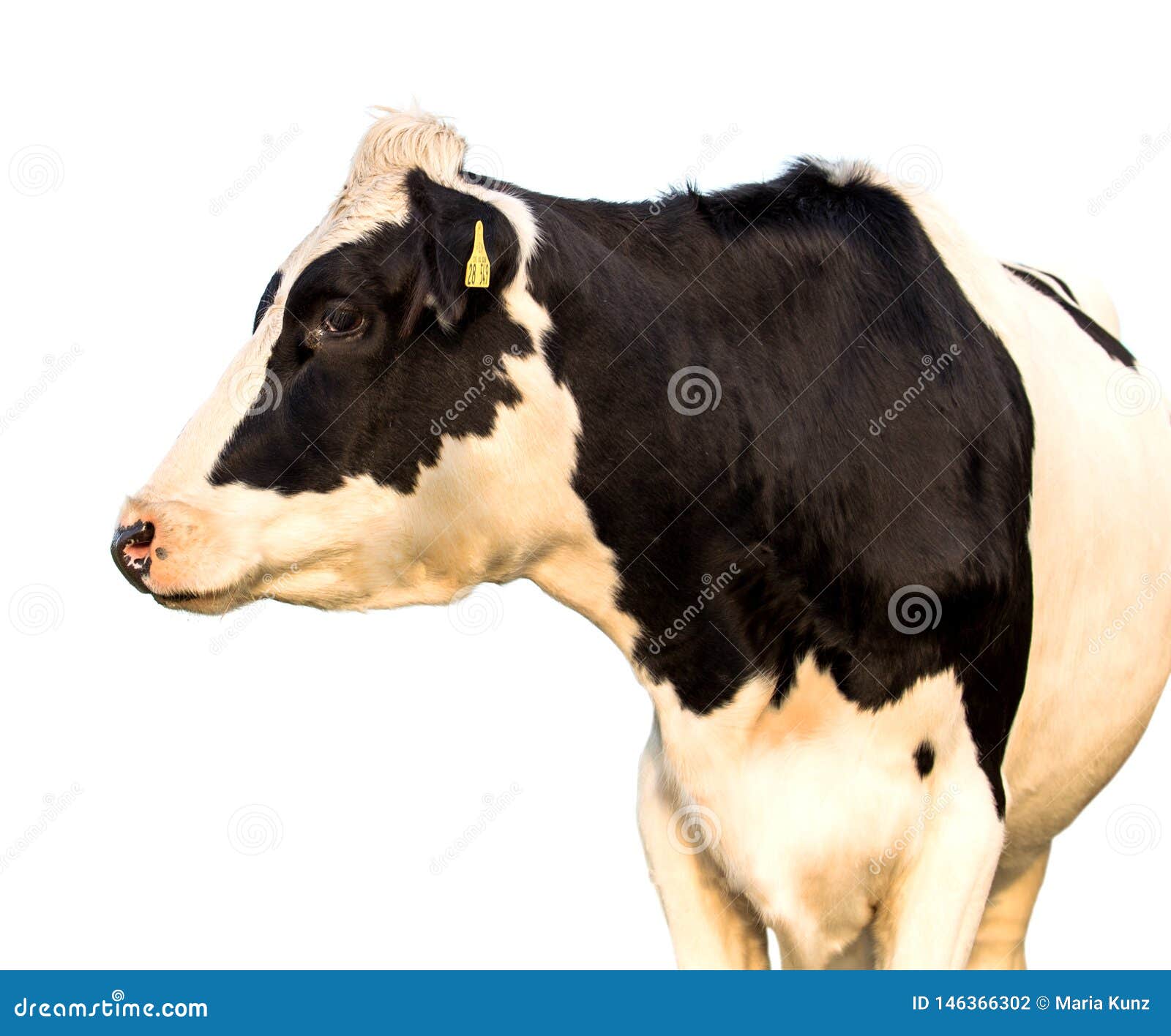 Vaca Blanco Y Negro Aislada En Blanco Fotografía editorial - Imagen de ...
