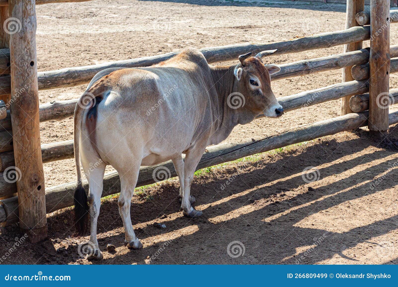 Vaca Brahma En El Paddock Del Zoo Ucrania. Imagen de archivo - Imagen ...