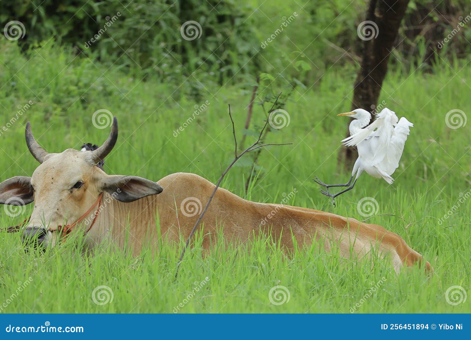 Vaca Brahman Com Bubulcus Coromandus Foto de Stock - Imagem de passo ...