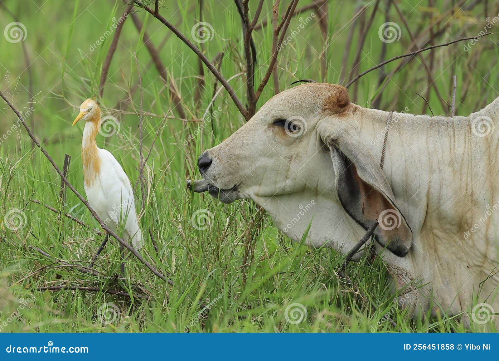 Vaca Brahman Con Bubulcus Coromandus Foto de archivo - Imagen de ...