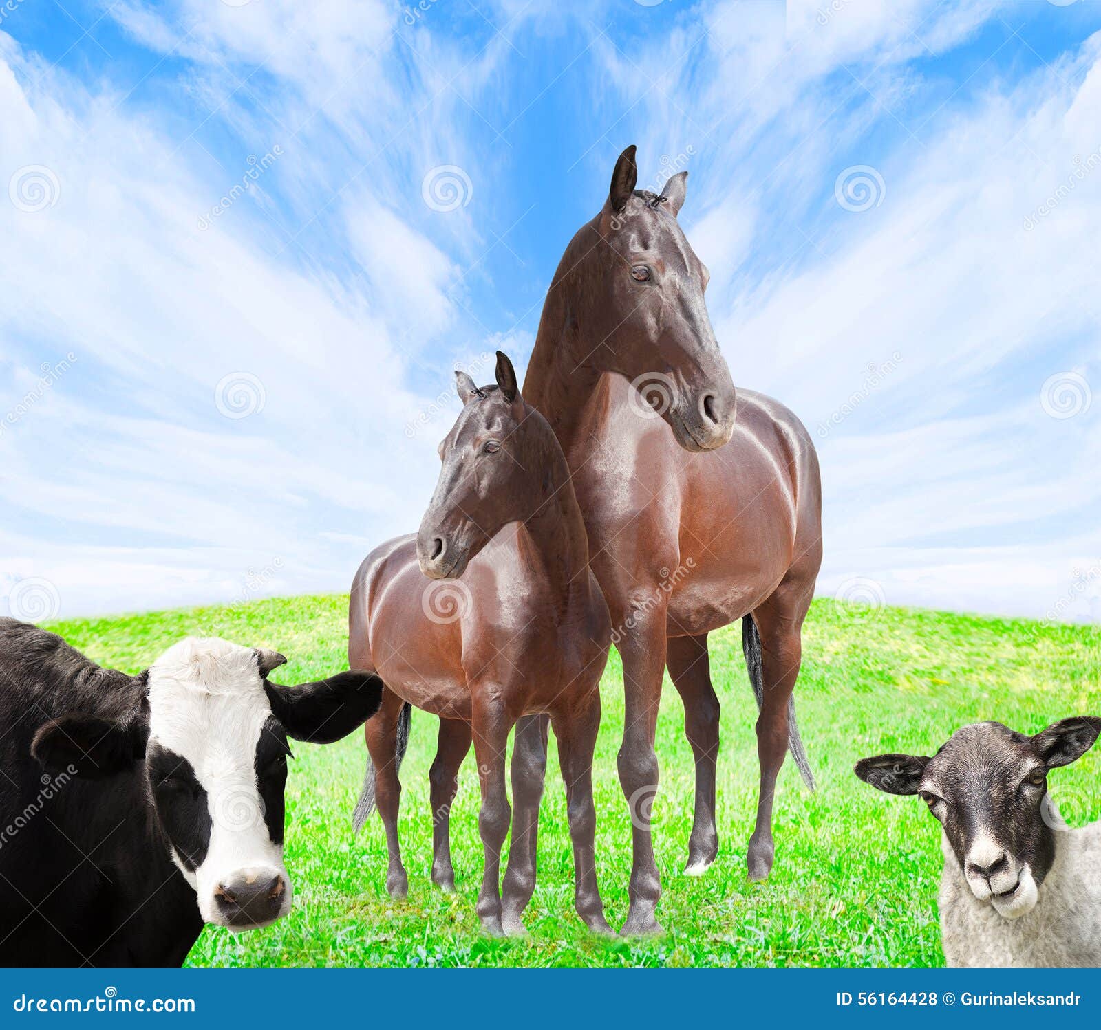 Vaca, caballo y ovejas foto de archivo. Imagen de paisajes - 56164428