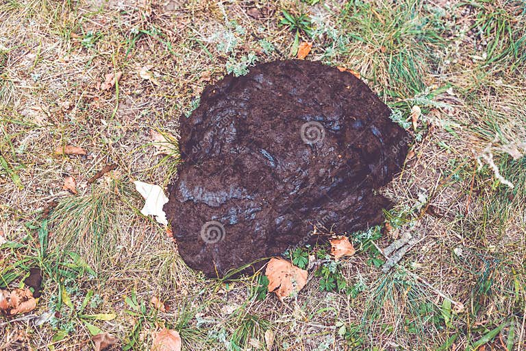 Vaca Cagada En La Hierba Verde Foto de archivo - Imagen de prado, vaca ...