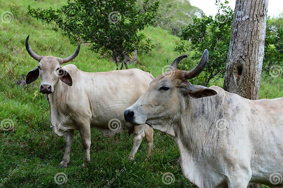 Vaca colombiana foto de stock. Imagem de américa, colônia - 36708302