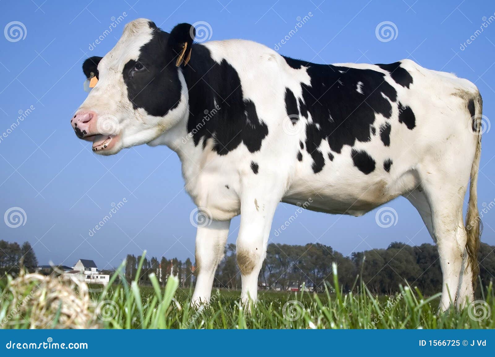Vaca com boca aberta imagem de stock. Imagem de animal - 1566725