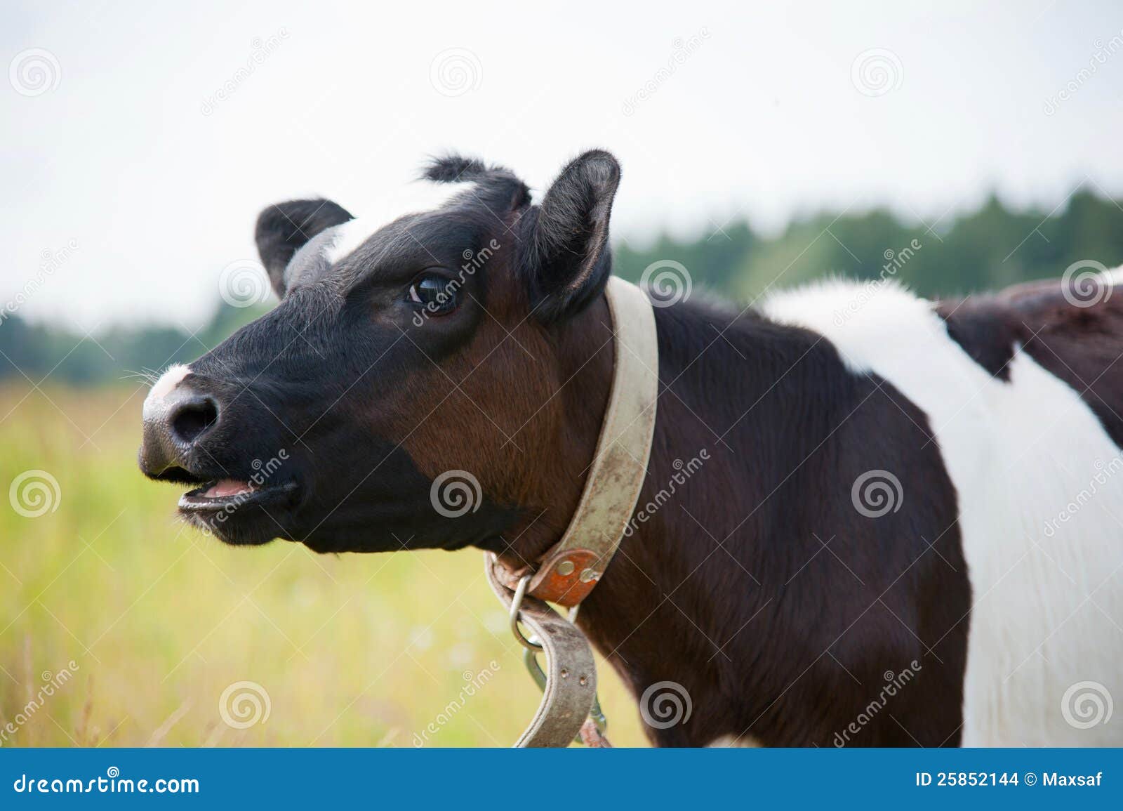 Vaca com boca aberta foto de stock. Imagem de terra, pastoral - 25852144
