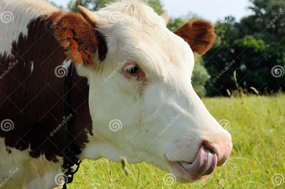 Vaca com a língua no nariz foto de stock. Imagem de doméstico - 41532268