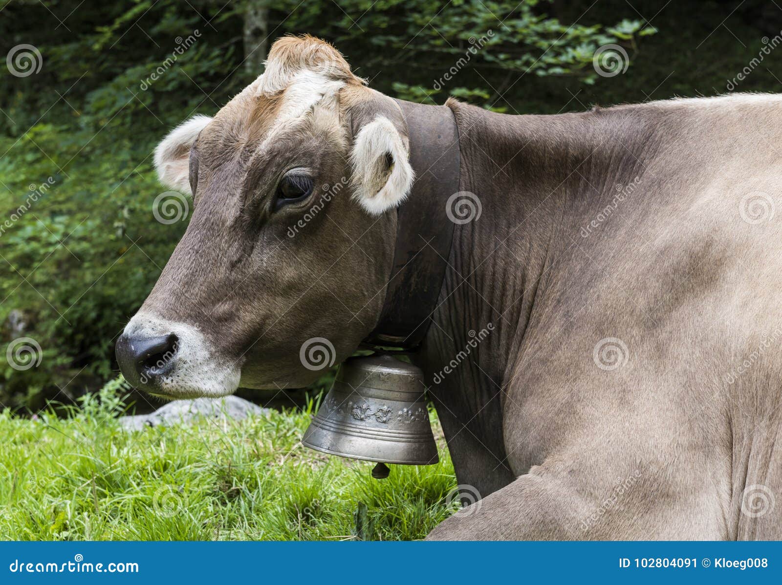 Vaca com sino imagem de stock. Imagem de metal, rural - 102804091