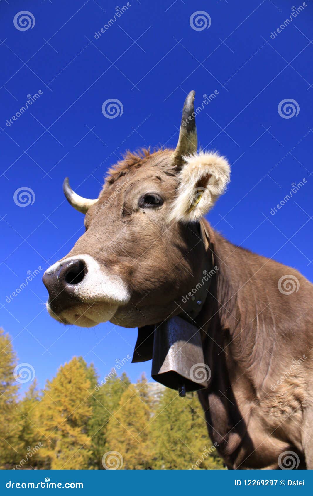 Vaca com sino imagem de stock. Imagem de gado, abeto - 12269297