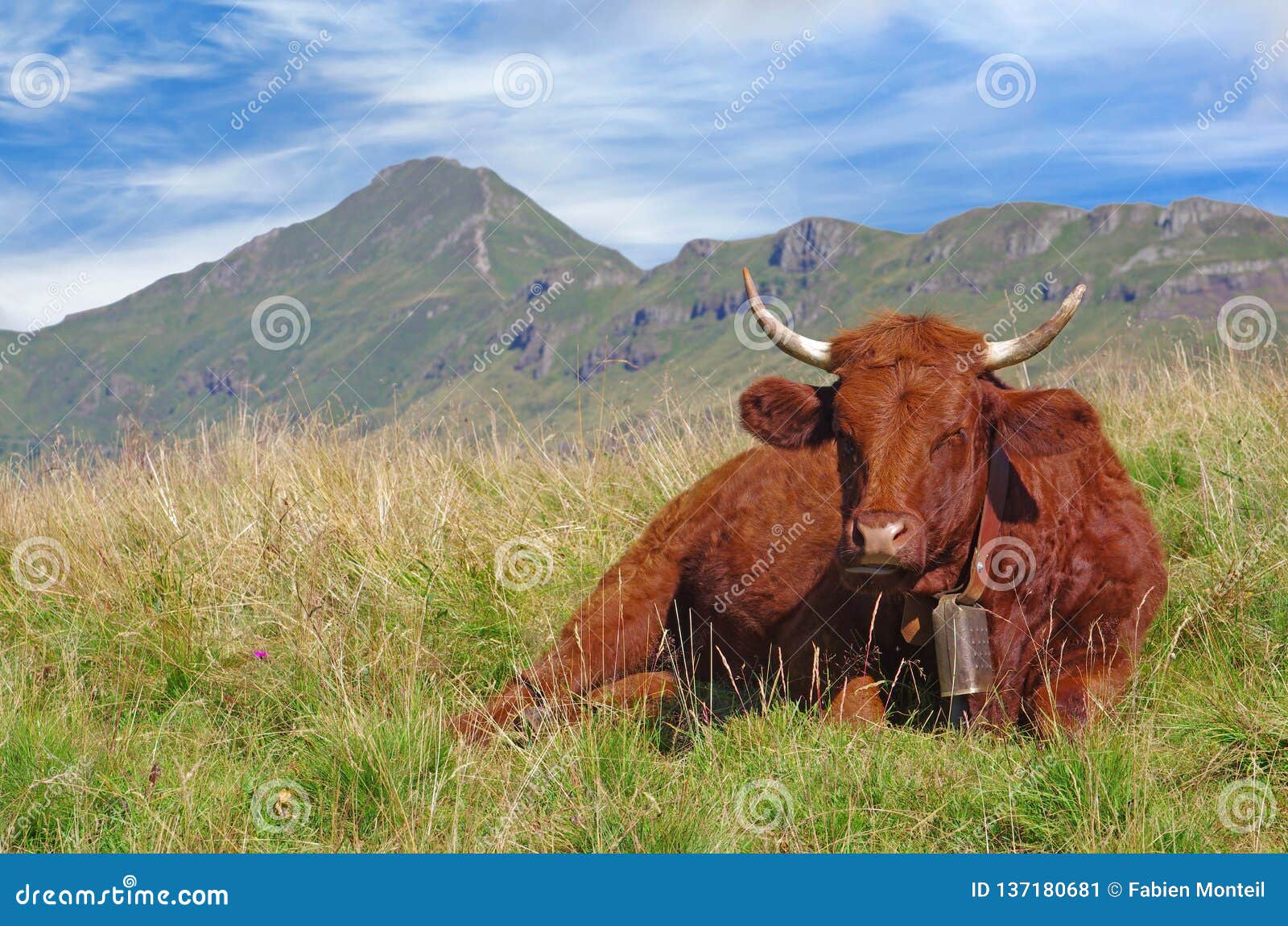 Vaca com sino imagem de stock. Imagem de francês, montanha - 137180681