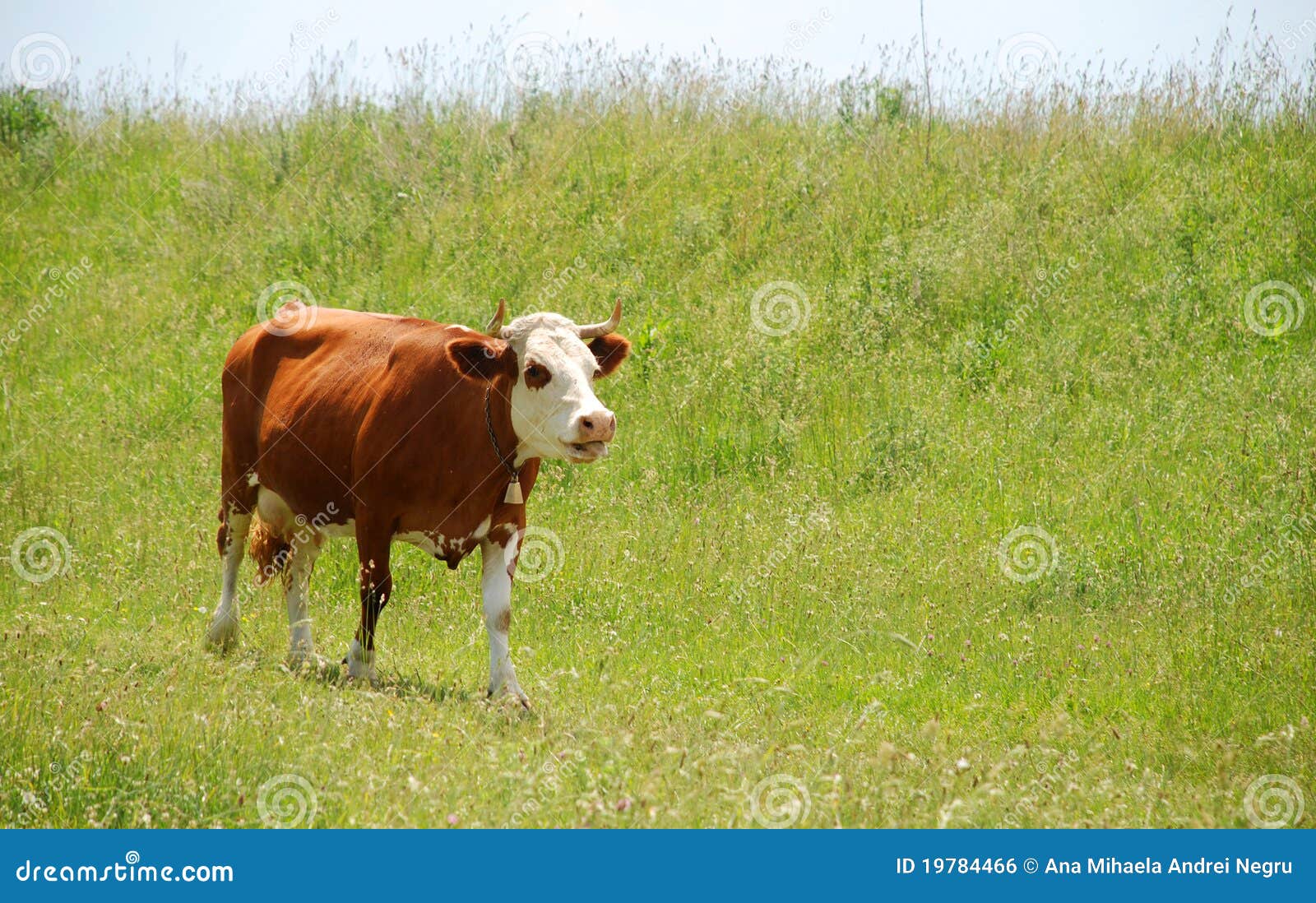 Vaca com sino foto de stock. Imagem de gado, vermelho - 19784466