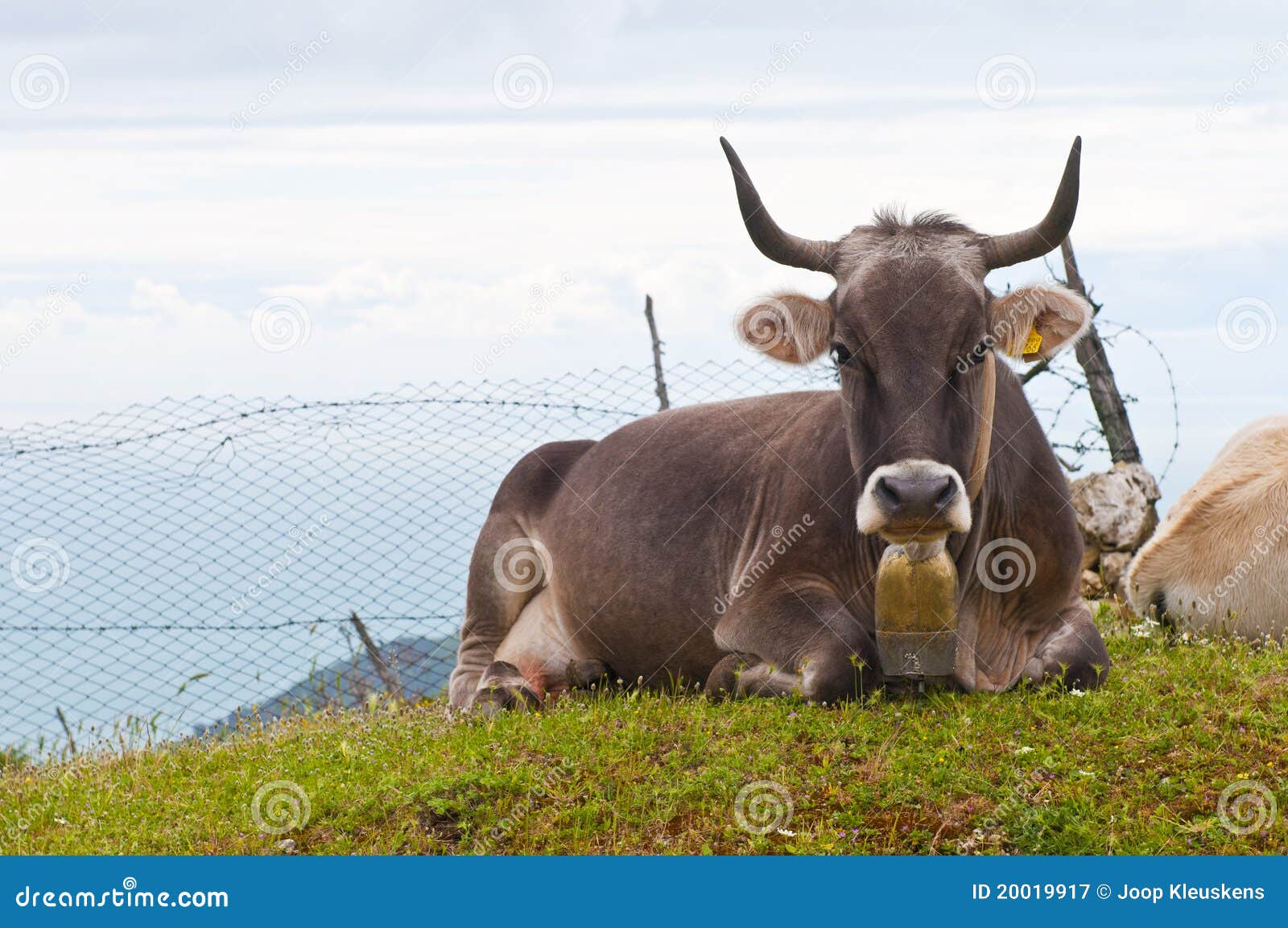 Vaca com sino da vaca imagem de stock. Imagem de vaca - 20019917