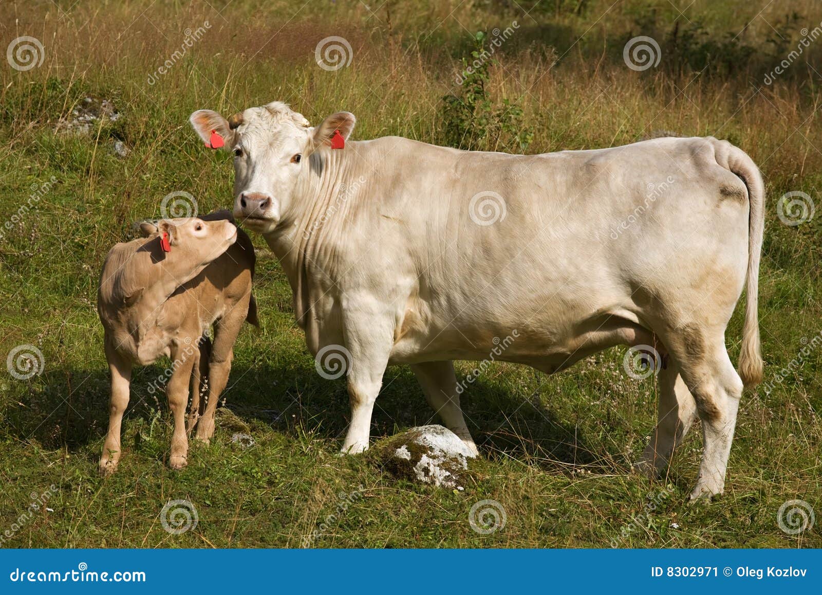 Vaca com vitela pequena imagem de stock. Imagem de leite - 8302971