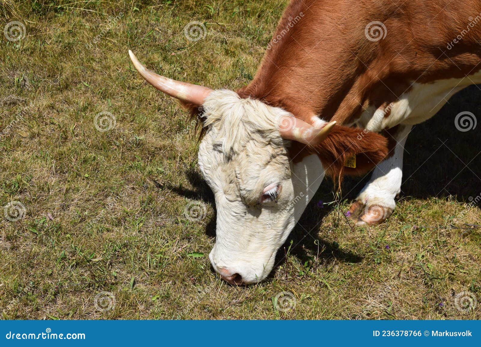 Vaca comendo erva foto de stock. Imagem de cabras, câmara - 236378766