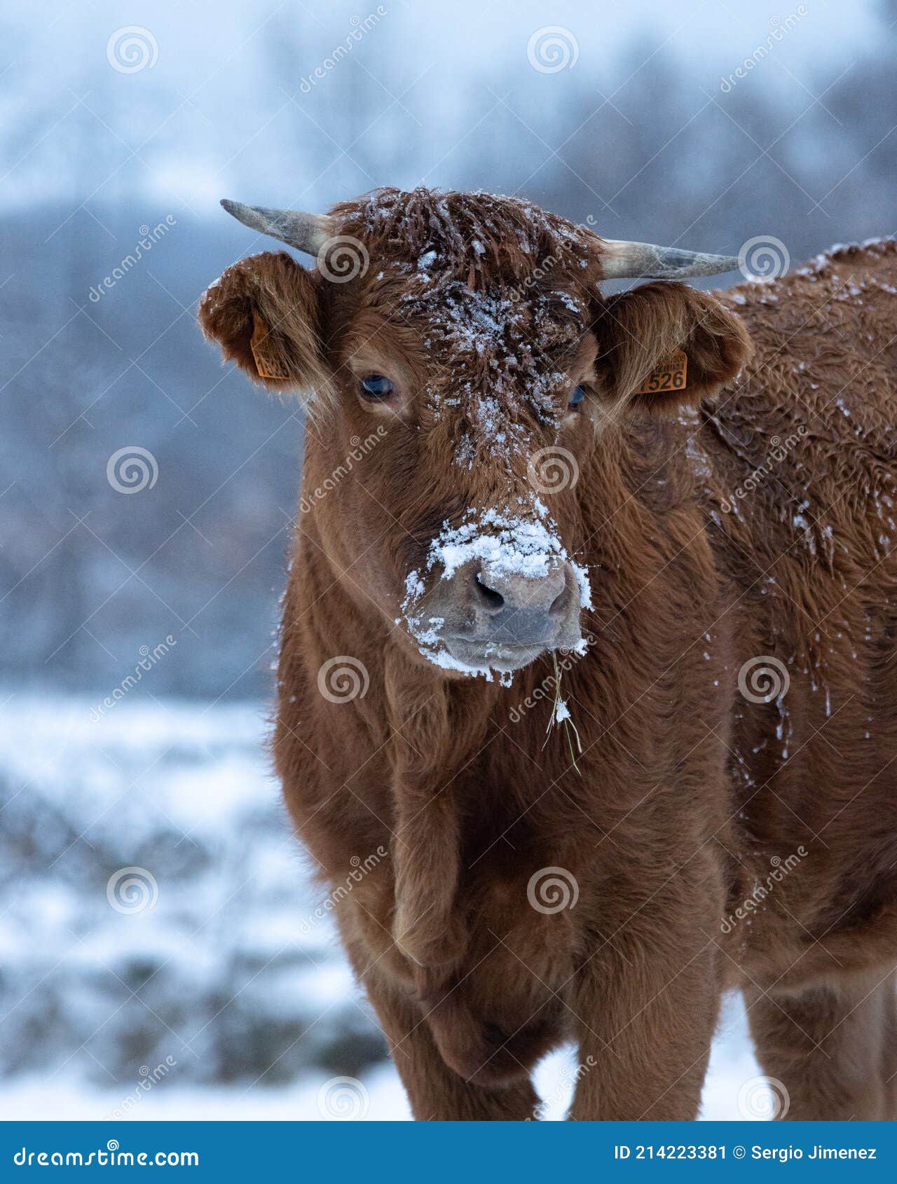 Vaca imagem de stock. Imagem de cara, prado, pedra, liso - 214223381