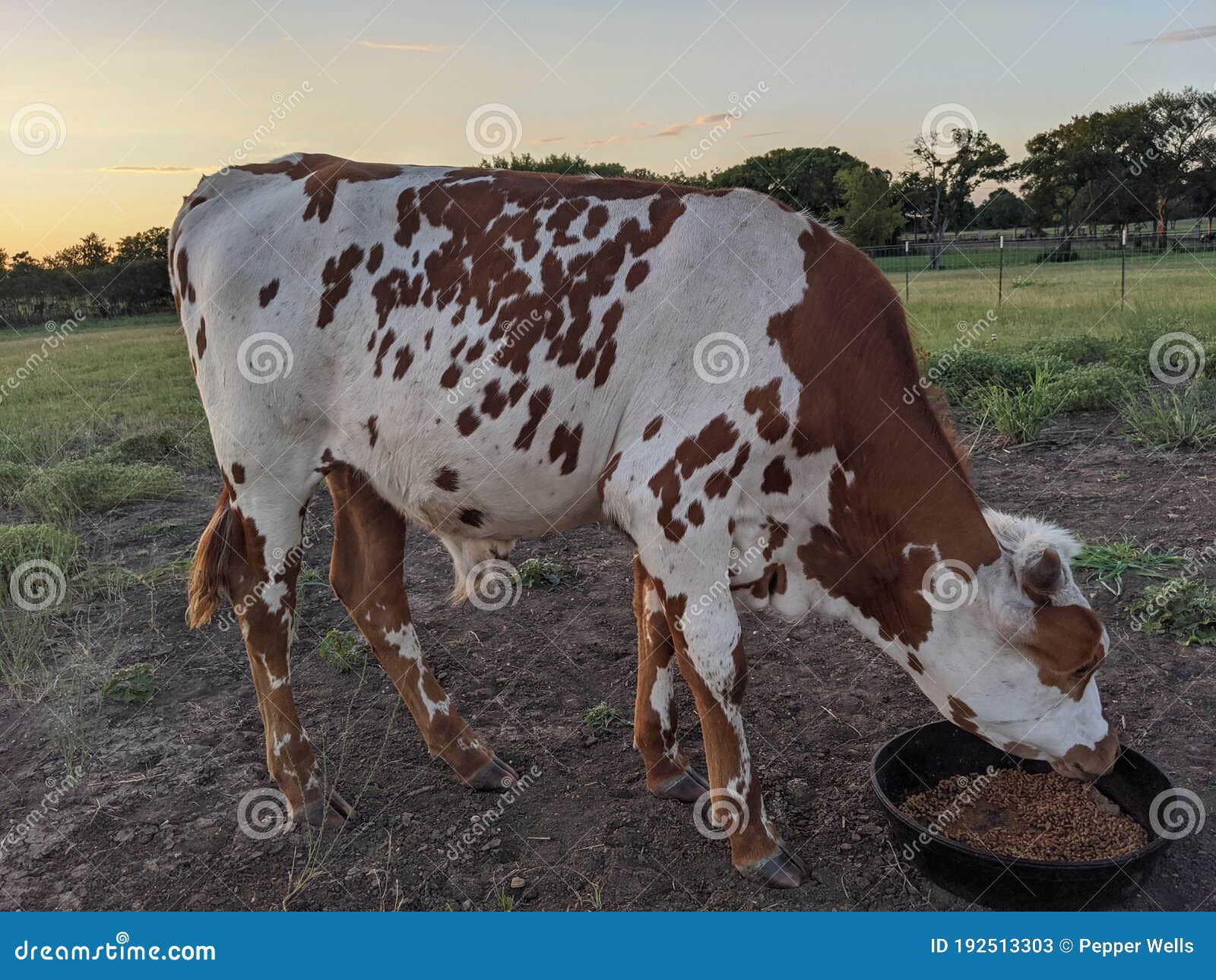 Vaca Comiendo Comida De Vaca En El Bol Imagen de archivo - Imagen de ...
