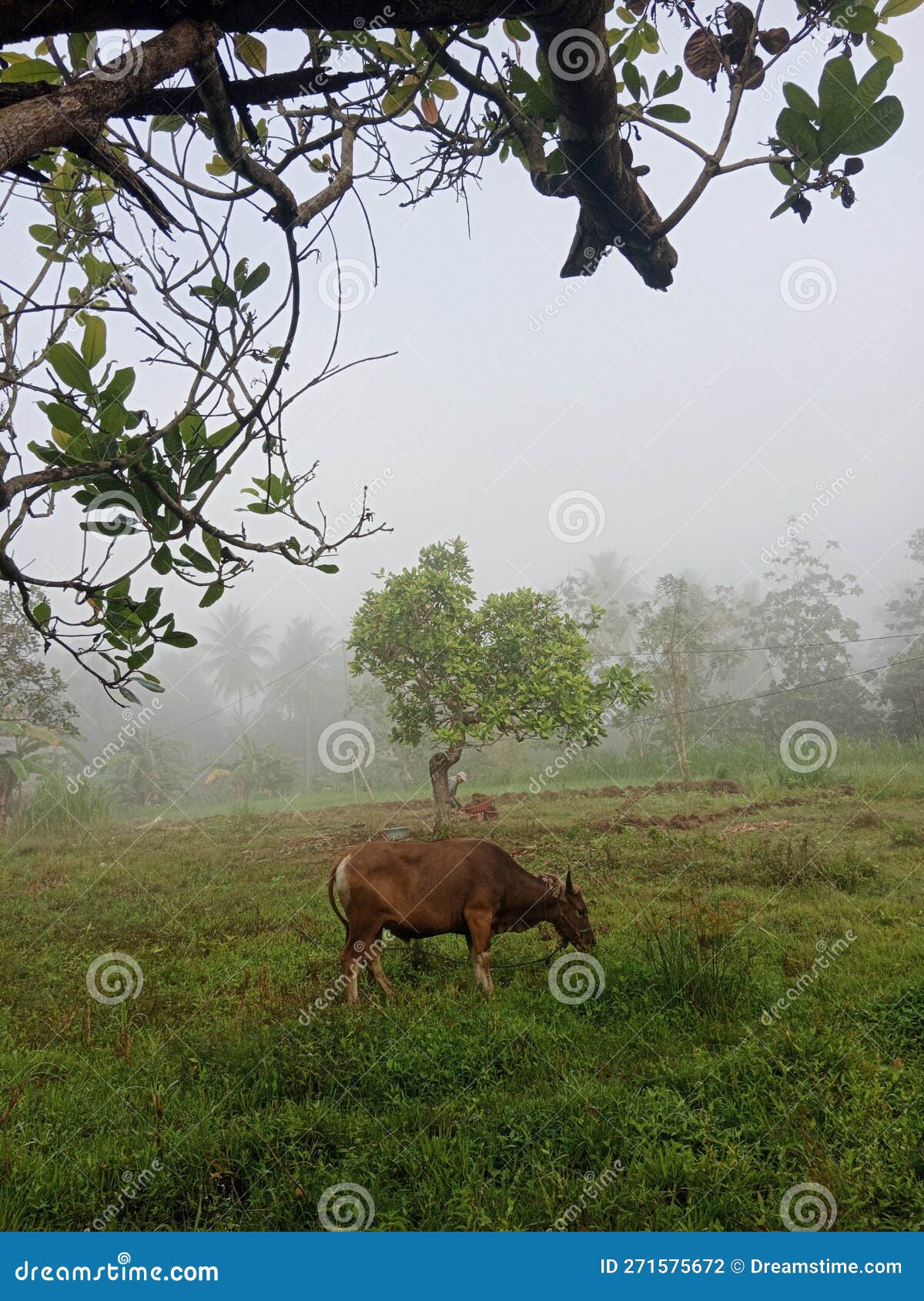 Vaca Comiendo Hierba Fresca Para Su Nutriente Foto de archivo - Imagen ...