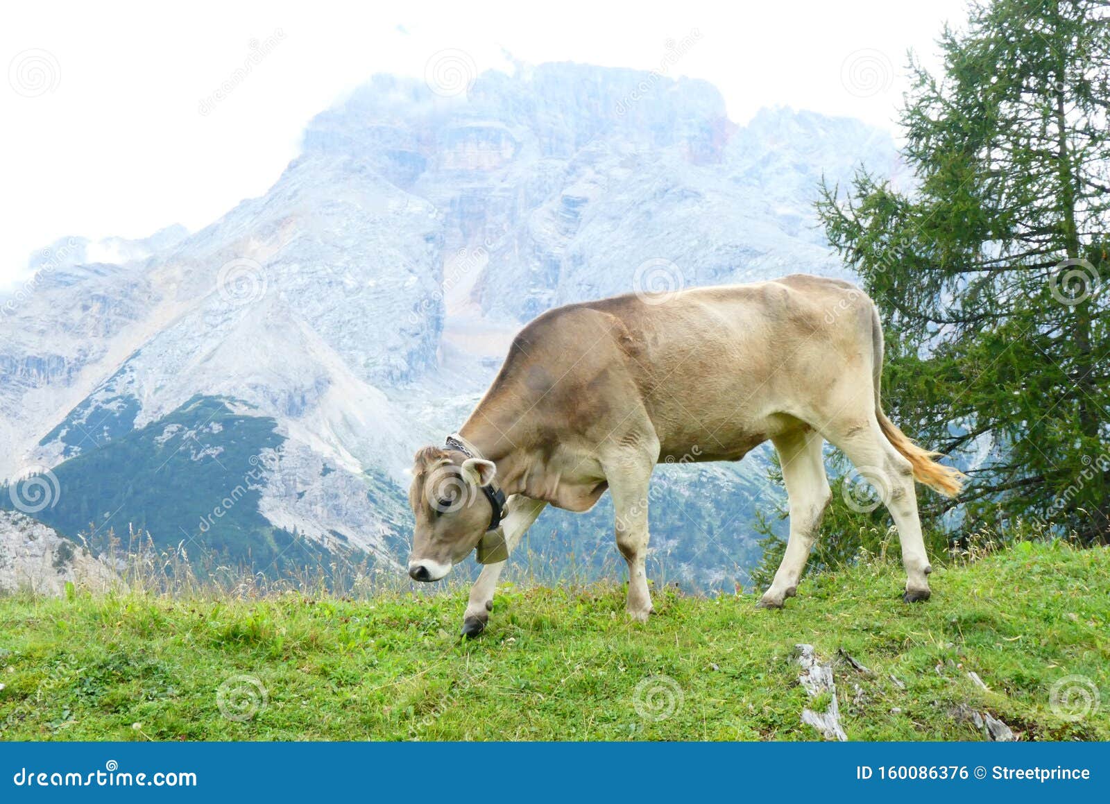 Vaca comiendo pasto foto de archivo. Imagen de verde - 160086376