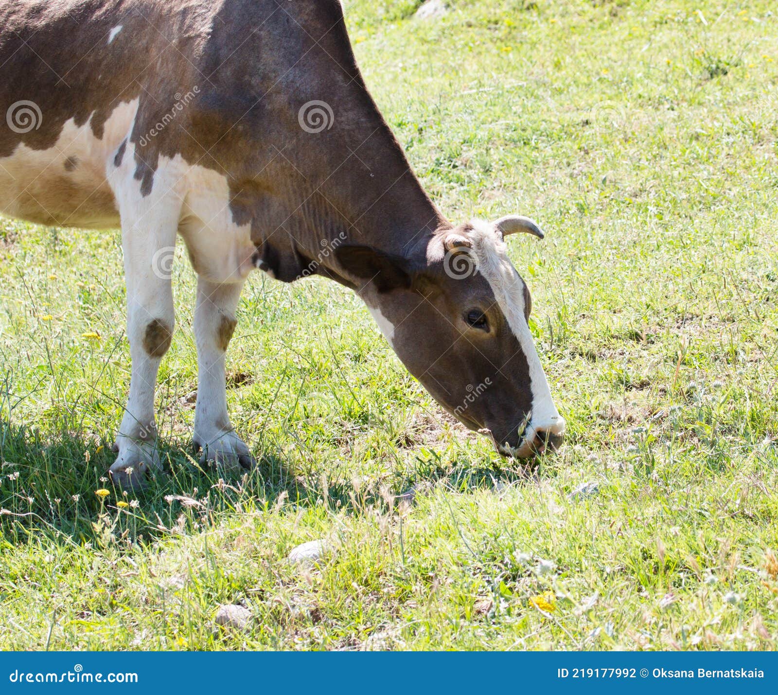 Vaca comiendo pasto foto de archivo. Imagen de comer - 219177992