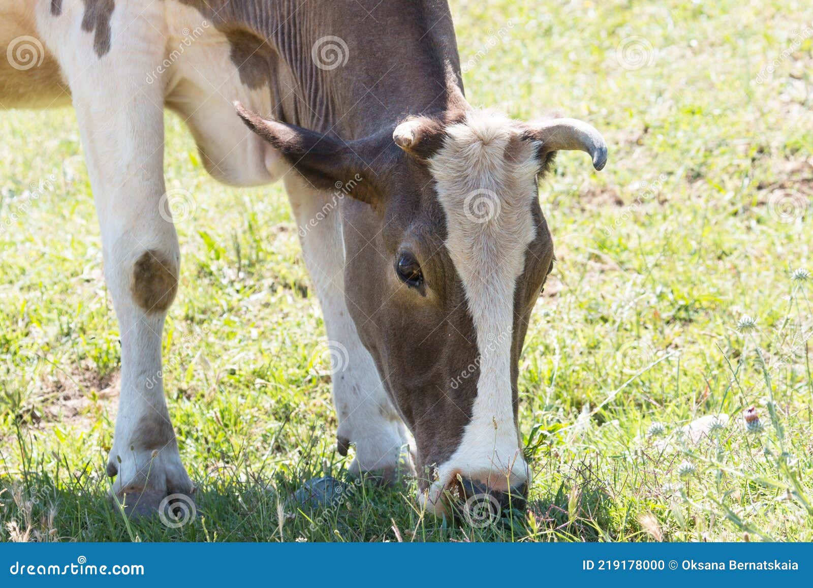 Vaca comiendo pasto foto de archivo. Imagen de cierre - 219178000