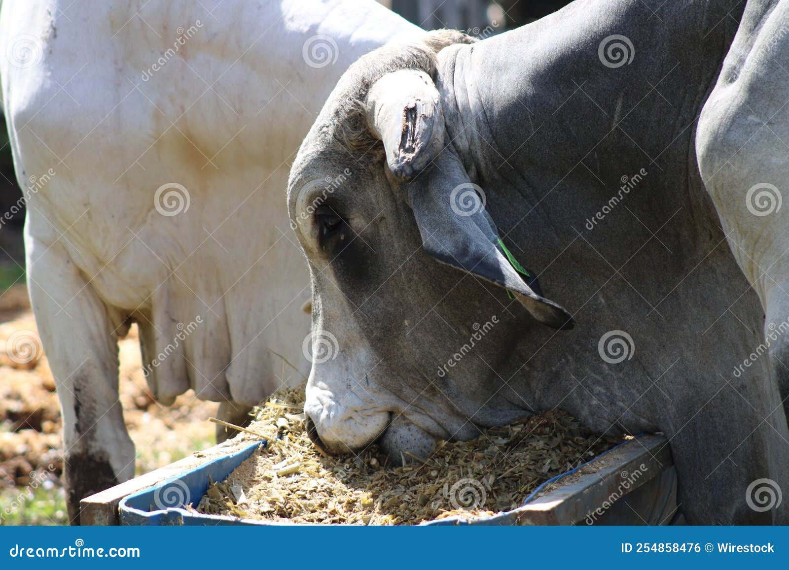 Vaca Comiendo Pie En El Pasto Foto de archivo - Imagen de rural, campo ...